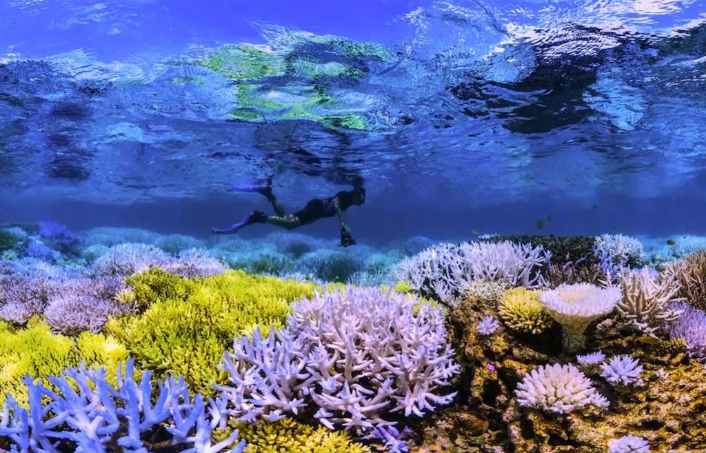 Chasing coral | De la Raíz al Plato