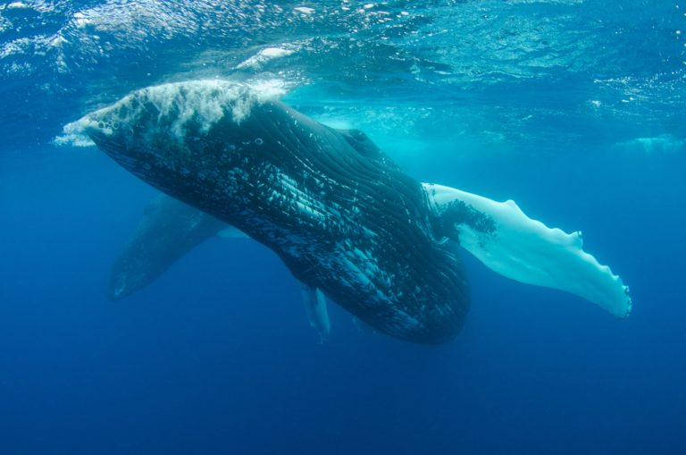 Las ballenas, el tope de la cadena alimentaria | De la Raíz al Plato