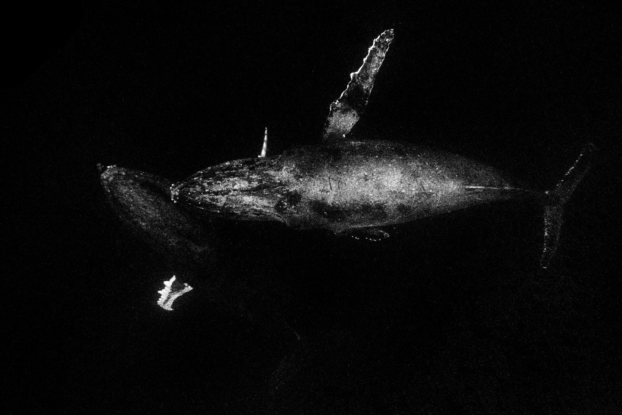 Las ballenas, el tope de la cadena alimentaria | De la Raíz al Plato