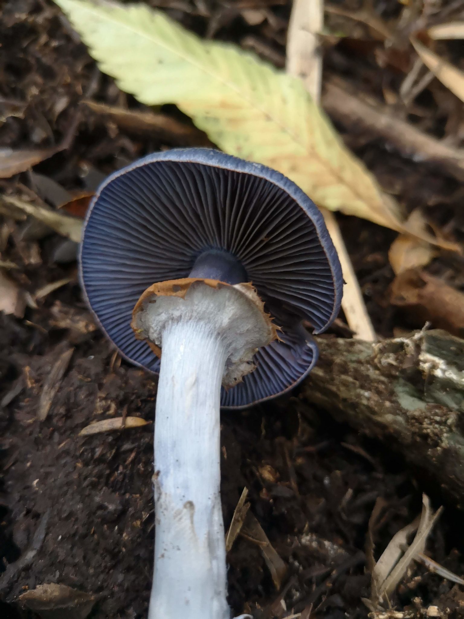 Conociendo las impresionantes funciones del micelio | De la Raíz al Plato