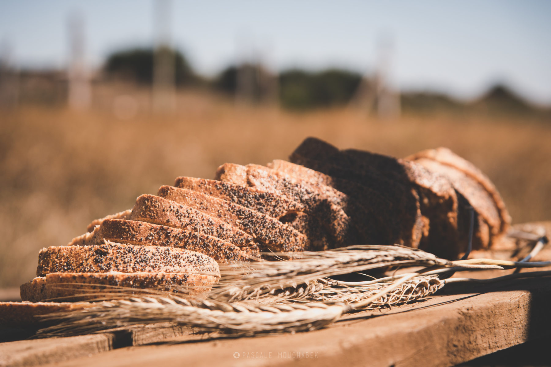 Cultivando trigo en el sur de Chile: Proyecto Siembra Trigo Negro | De ...