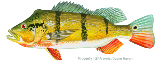 El origen de un nombre | De la Raíz al Plato