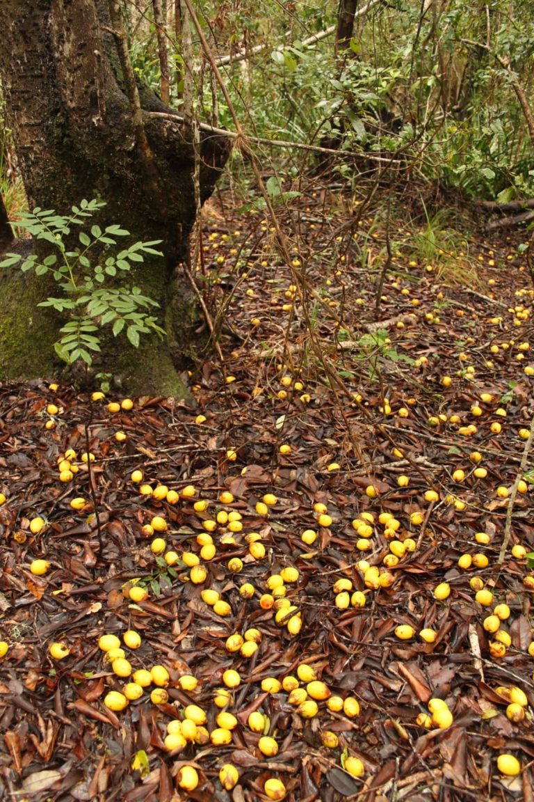 Los bosques del Maule y el queule | De la Raíz al Plato