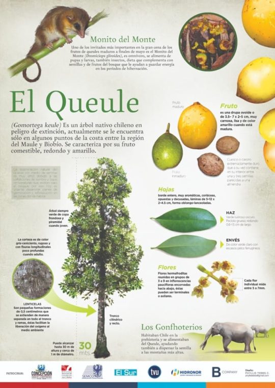 Los bosques del Maule y el queule | De la Raíz al Plato