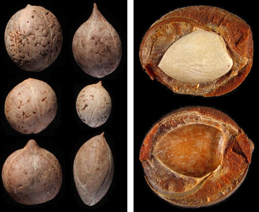 Los bosques del Maule y el queule | De la Raíz al Plato