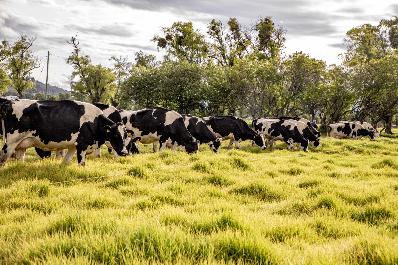 Ganadería Regenerativa en Colombia: un llamado a la producción y ...